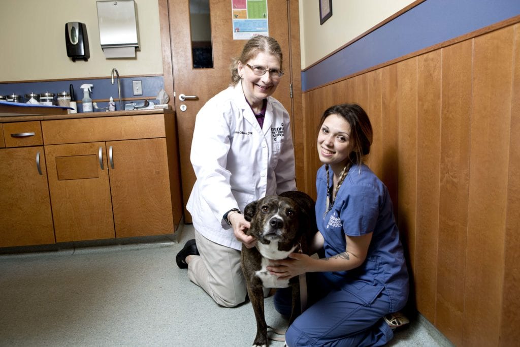 Welcome to Dedham Veterinary Associates - Dedham, MA 02026 Vet