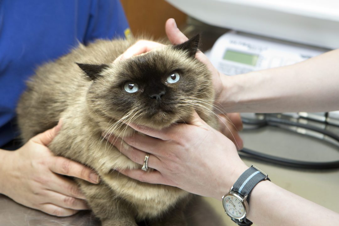 Welcome to Dedham Veterinary Associates - Dedham, MA 02026 Vet