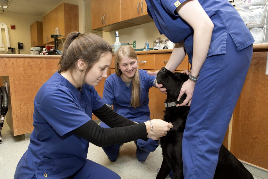 Welcome to Dedham Veterinary Associates - Dedham, MA 02026 Vet