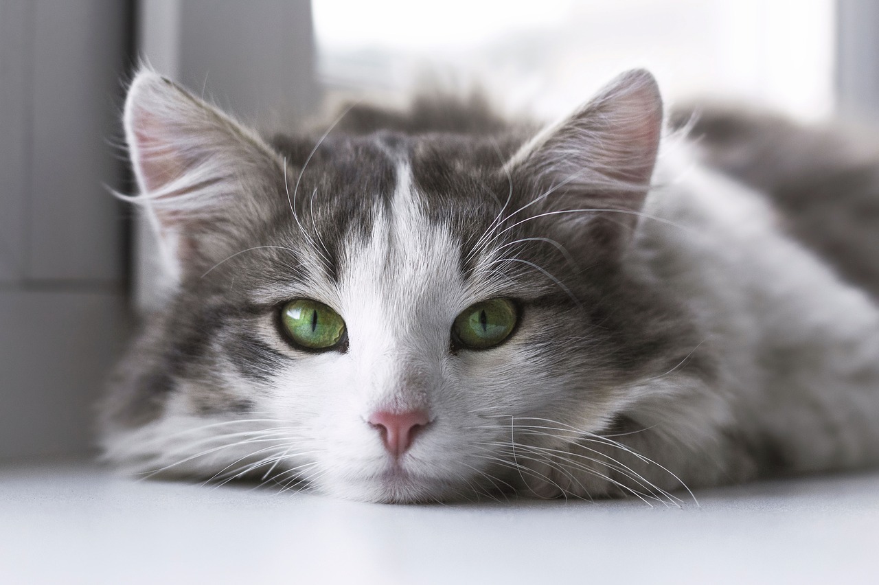 Stress Reduction for Cat Veterinary Visits | Dedham Veterinary Associates